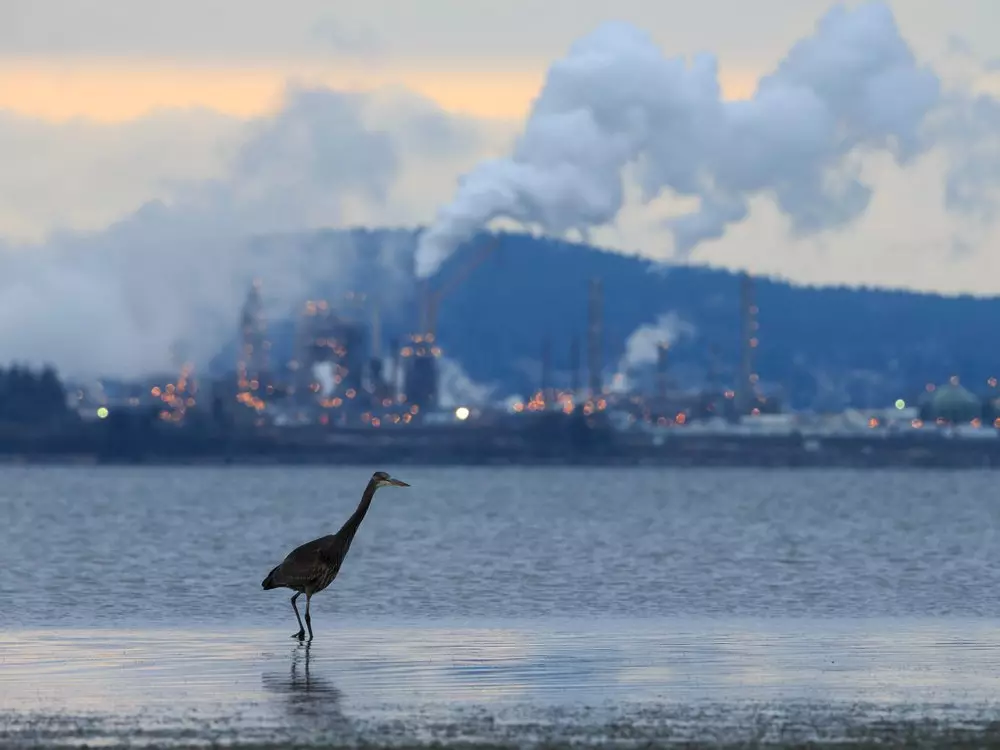 Great blue heron and oil refinery 