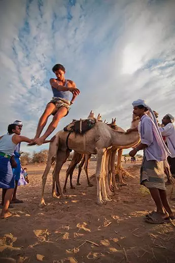 Спортот на скокање со камили 10583_5