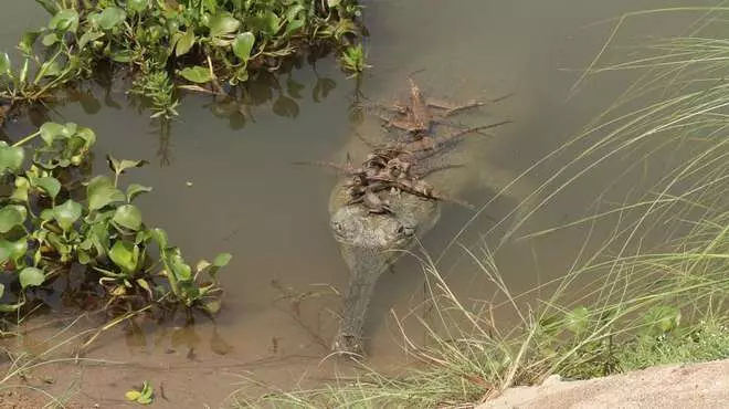 Дослідники виявили таємне місце розмноження найбільш зникаючих крокодилів у світі