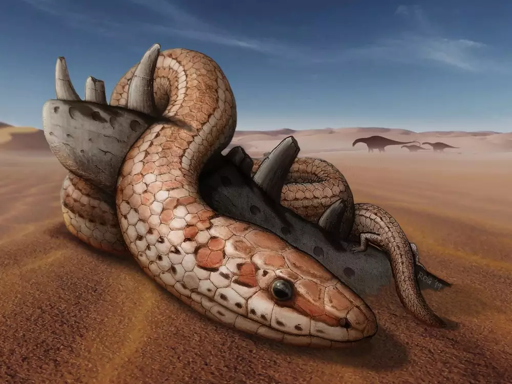 新化石解開兩條腿蛇的進化秘密
