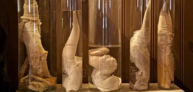 penisuri de balenă, muzeu penisului