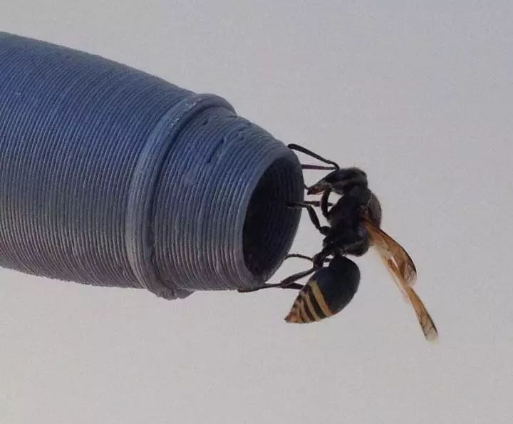 一隻鑰匙孔黃蜂坐在灰色 3D 打印皮託管尖端的特寫照片