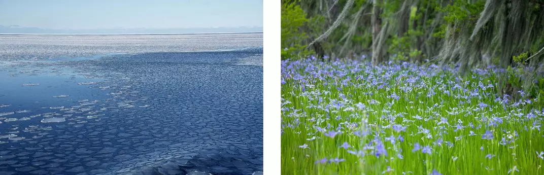Louisiana ရှိ irises ဘေးတွင် Spitsbergen ရှိ ပန်ကိတ်ရေခဲ