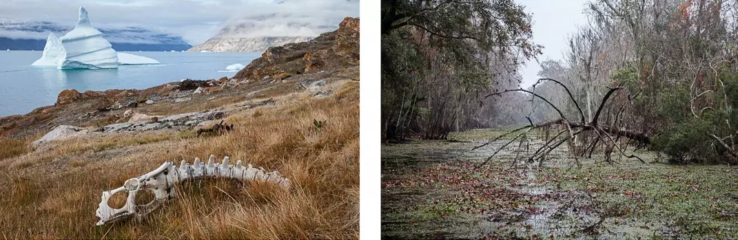 လူဝီစီယားနားရှိ ရွှံ့နွံထဲတွင် ကွေးညွတ်ကိုင်းအခက်ဘေးရှိ ဂရင်းလန်းရှိ နွားကျောရိုး