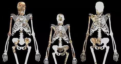 Skelett vun Australopithecus sediba