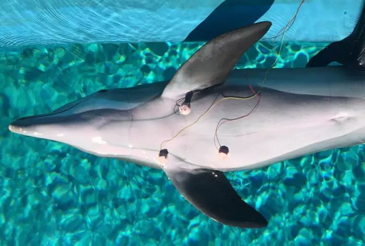 Delfíny môžu ovládať svoj srdcový tep