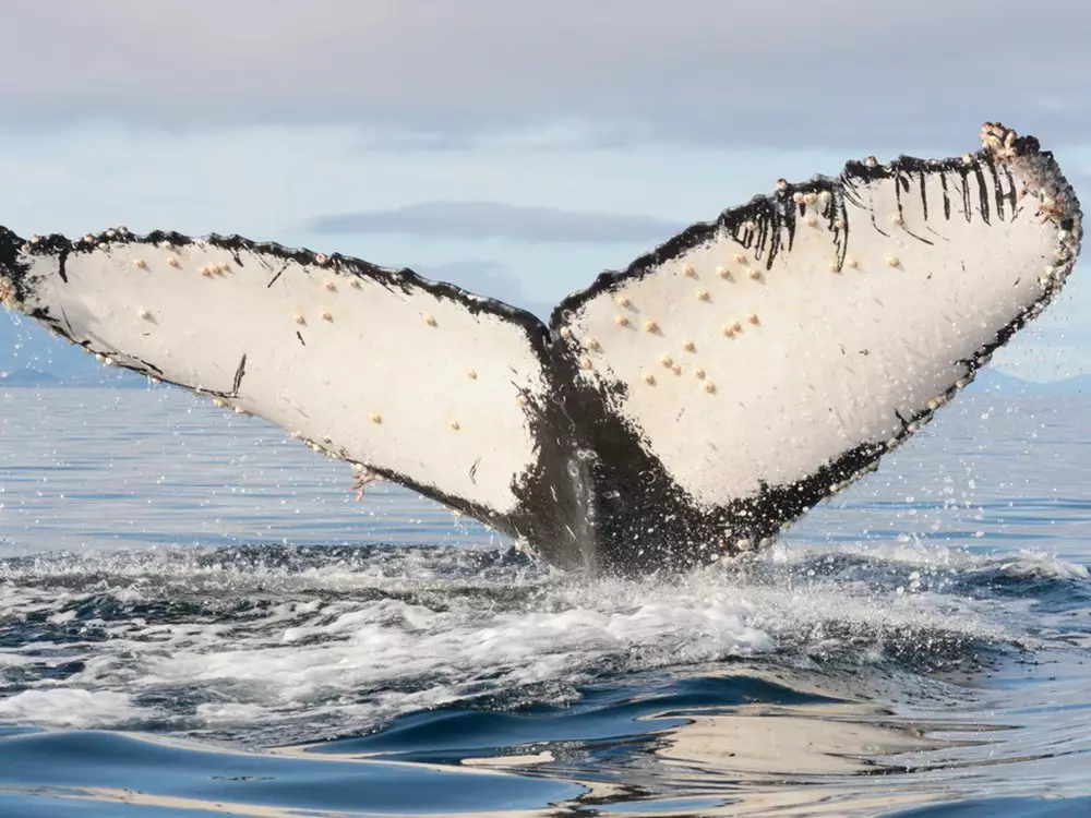 Con los humanos fuera del camino, las ballenas jorobadas están floreciendo, pero también las orcas