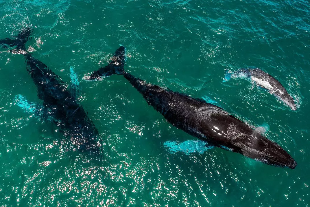 隨著人類的離開，座頭鯨正在蓬勃發展——但逆戟鯨也是如此