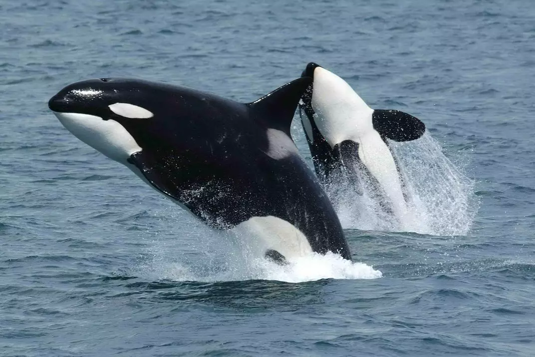 ເມື່ອມະນຸດອອກຈາກທາງ, humpbacks ແມ່ນຈະເລີນຮຸ່ງເຮືອງ - ແຕ່ກໍ່ເປັນ Orcas