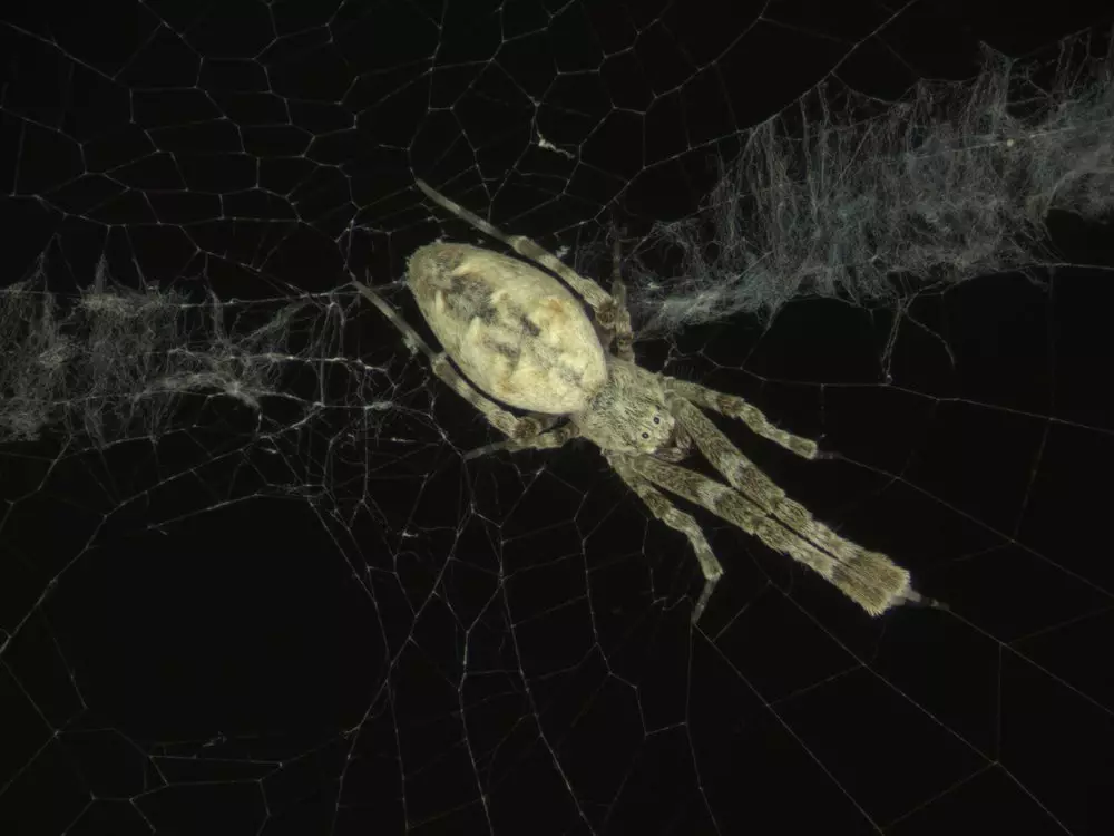 Night Vision နှင့် A.I. ကိုအသုံးပြု၍ Web Building အတွက် Spiders ၏ ကကွက်တစ်ခုလုံးကို သိပ္ပံပညာရှင်များက မှတ်တမ်းတင်ခဲ့သည်