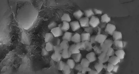 Peco el nigra marmoro de ŝtonminejo en Vermonto kiel vidite sub skana elektrona mikroskopo