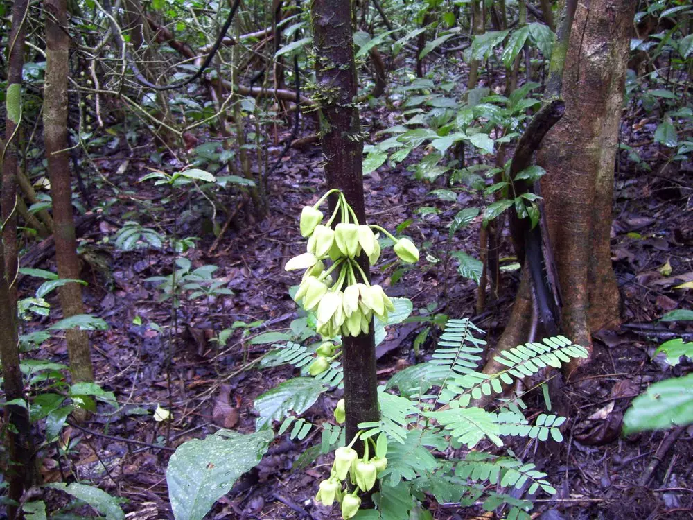 Obrázok Uvaropsis dicaprio. Rastlina má drevnatý kmeň s listami v tvare papriky rastúcimi v zhlukoch pozdĺž kôry. Strom je obklopený kríkmi, viničom a stromami.