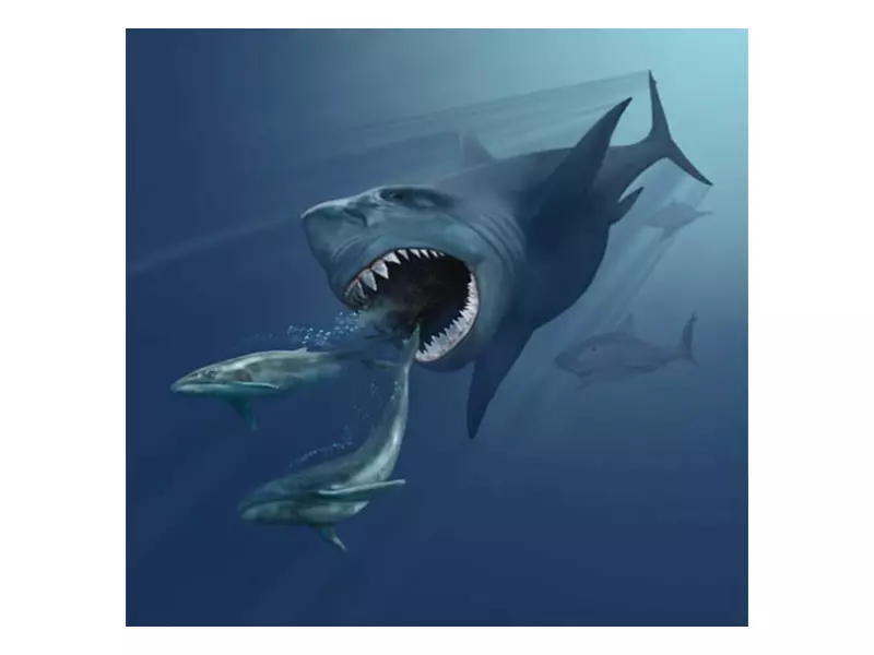 Eine Illustration eines Megalodons, der zwei Wale jagt. Der Hai ist um ein Vielfaches größer als die mickrig aussehenden Wale, die vor dem offenen, zahnigen Maul des Hais davonschwimmen.