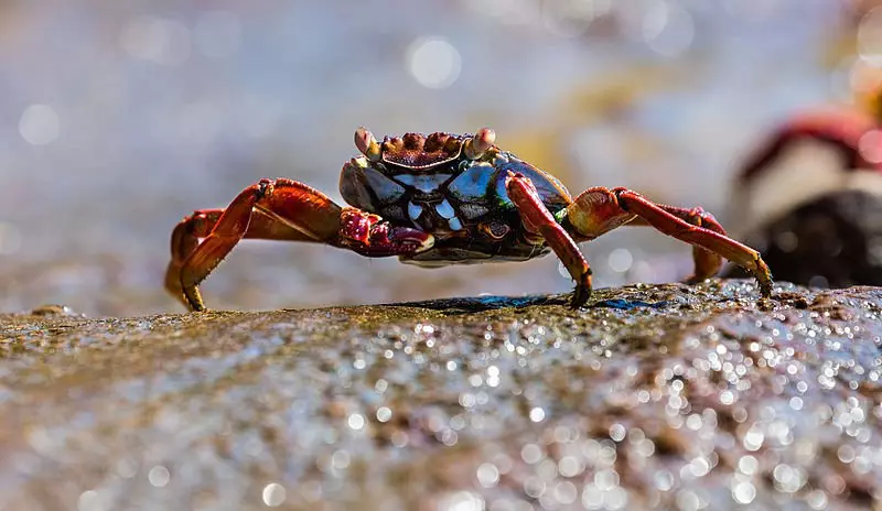 Слика црвеног каменог рака на обали изблиза. Има блиставе црвене ноге и плави стомак, са испупченим наранџастим очима.