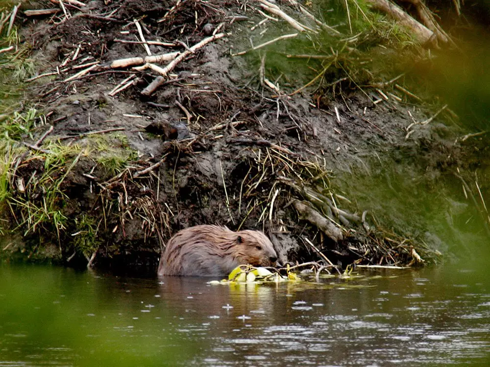 Un castor se sienta en el agua frente a una pared de barro. Está royendo un palo, y barro, raíces y vegetación rodean el agua.