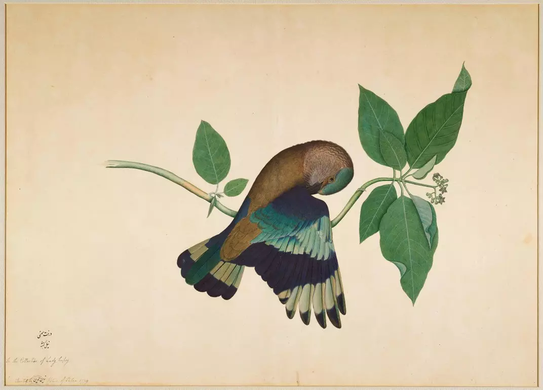 2:a fågeln - Indian Roller