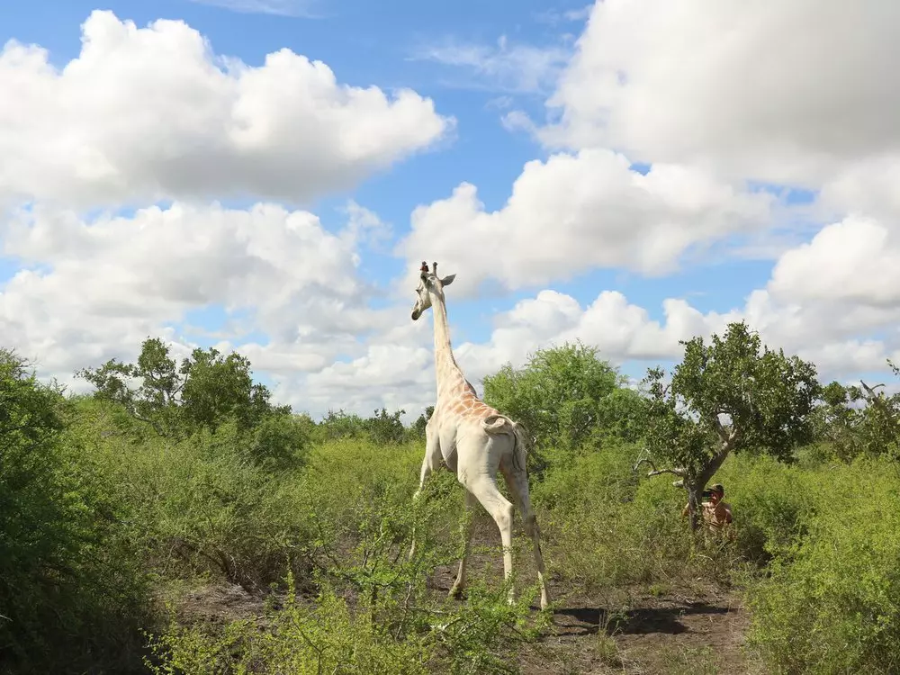 Balta žirafa nufotografuota iš užpakalio žolėtame lauke