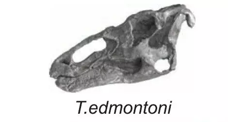 Vēlā krīta hadrozauru galvaskausi no Ziemeļamerikas rietumiem