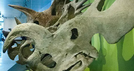 Einiozaura galvaskausa rekonstrukcija keratopsīdu galerijā Losandželosas Dabas vēstures muzejā.