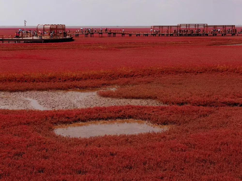 中国のクリムゾンビーチで色に浸る