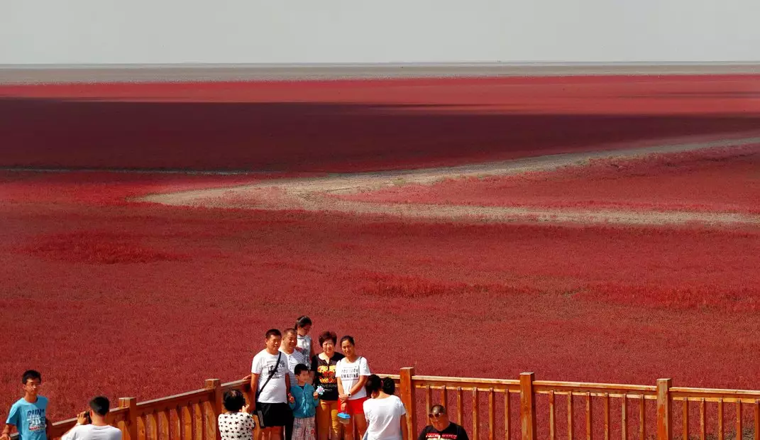 Soak In the Color på Kinas Crimson Beaches 1093_10