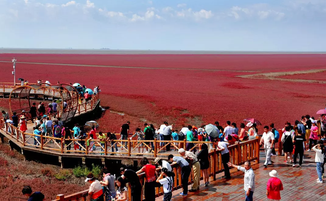 沉浸在中國深紅海灘的色彩中 1093_2