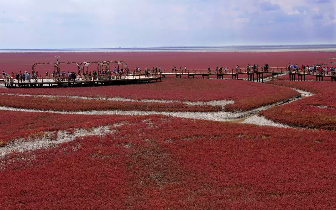 Soak In the Color på Kinas Crimson Beaches 1093_5