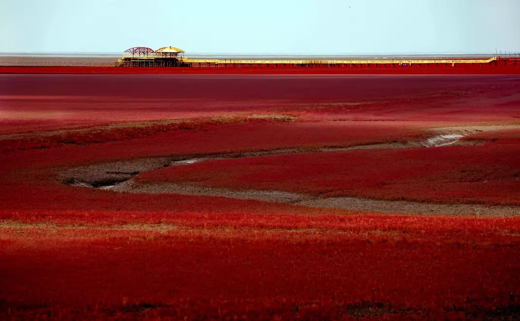 Soak In the Color at China's Crimson Beaches 1093_6