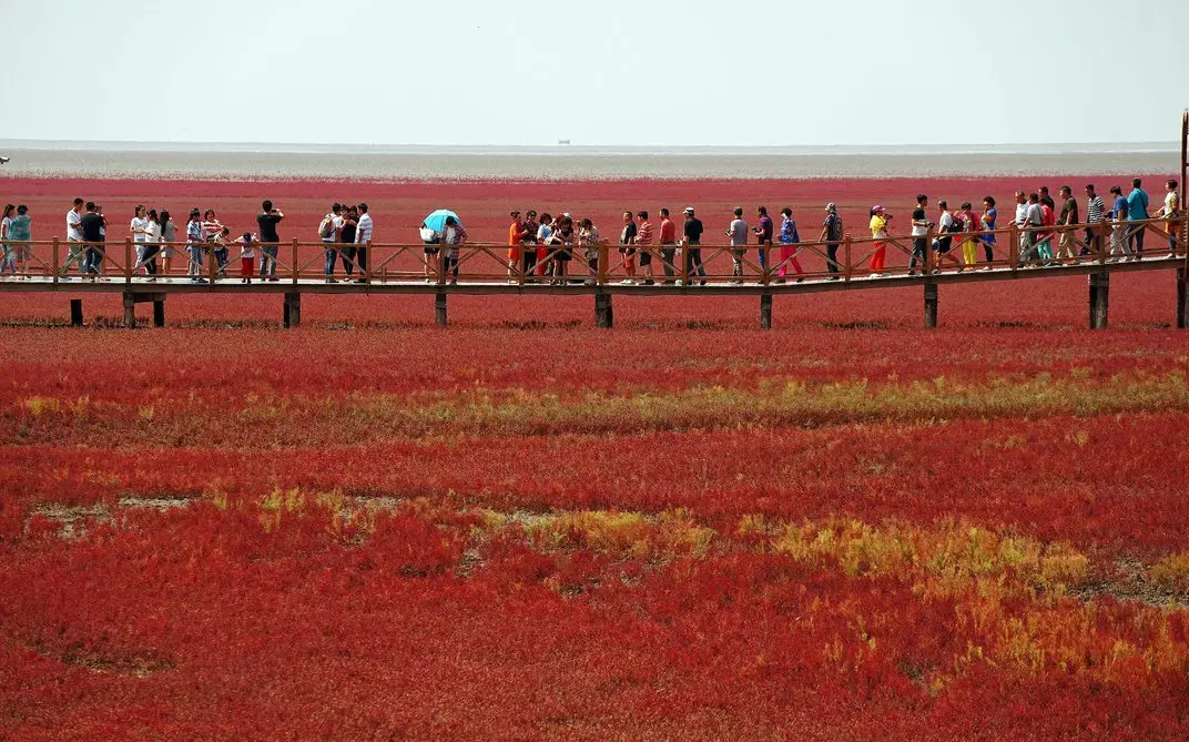 沉浸在中国深红海滩的色彩中 1093_7