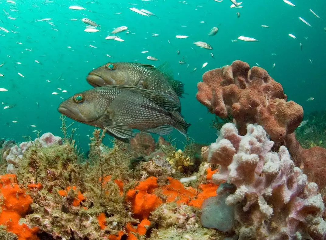 Mengapa Santuari Laut Kebangsaan Merupakan Satu Lagi Idea Terbaik Amerika 10940_19