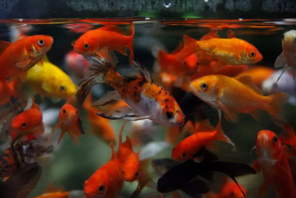 Pangunahing Goldfish