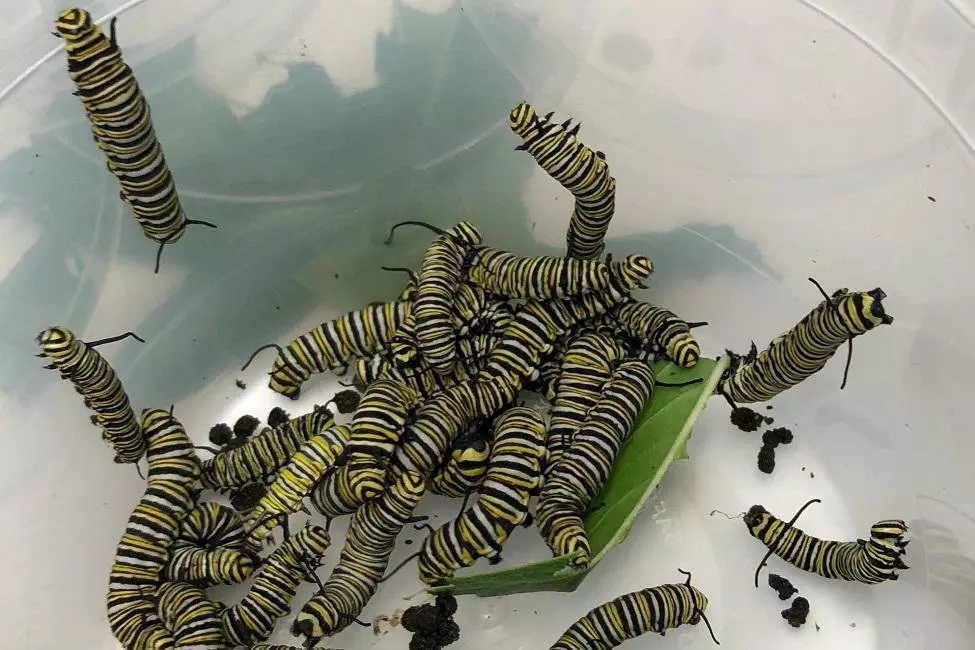 Monarch Caterpillars Butt heads over Milkweed