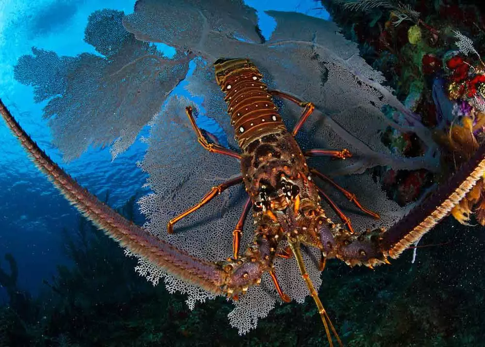 Karibský homár ostnatý