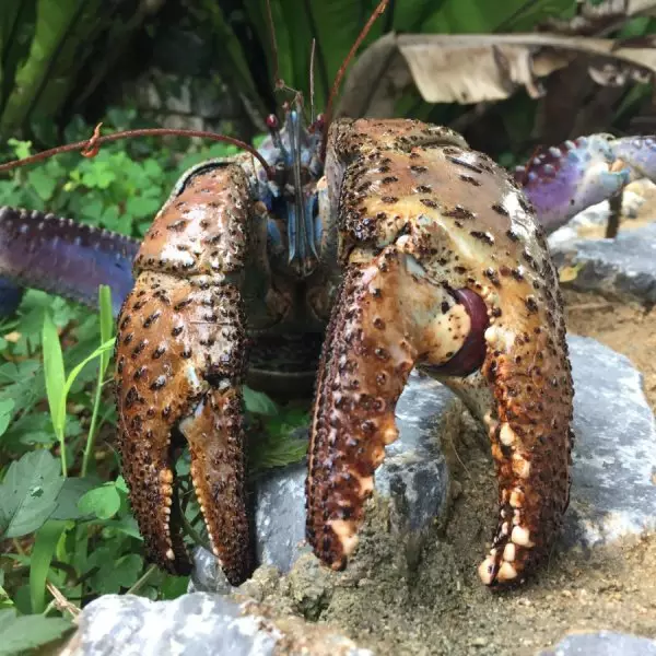 Hindistancevizi Crabı