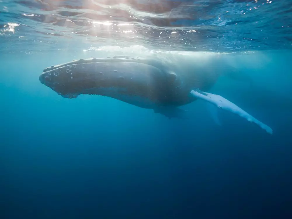 Humpback whale na-enwu n'ìhè n'elu