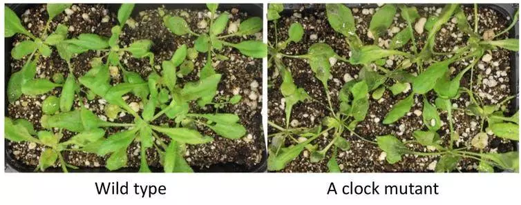 Après infection par un champignon, les plantes avec une horloge circadienne mutante (à droite) ont montré beaucoup plus de dégâts que les plantes normales (à gauche).