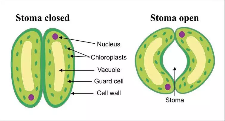 स्टोमेटा पौधे की सतह पर छोटे छिद्र होते हैं जो खुल और बंद हो सकते हैं।