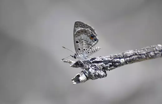 Wie kan de zeldzaamste vlinder ter wereld identificeren? 11021_9