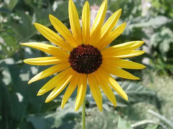 Isang sunflower sa isang hardin.