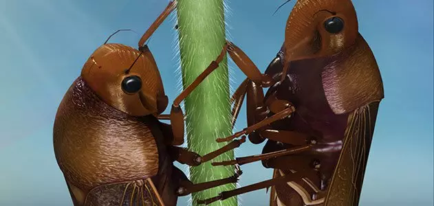 Šie vabzdžiai mirė mylėdami seksą prieš 165 milijonus metų
