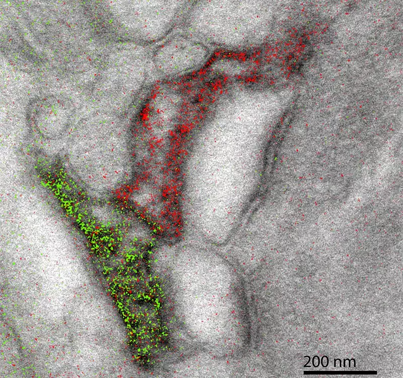 Новая техника окрашивает изображения клеток, полученные с помощью электронного микроскопа