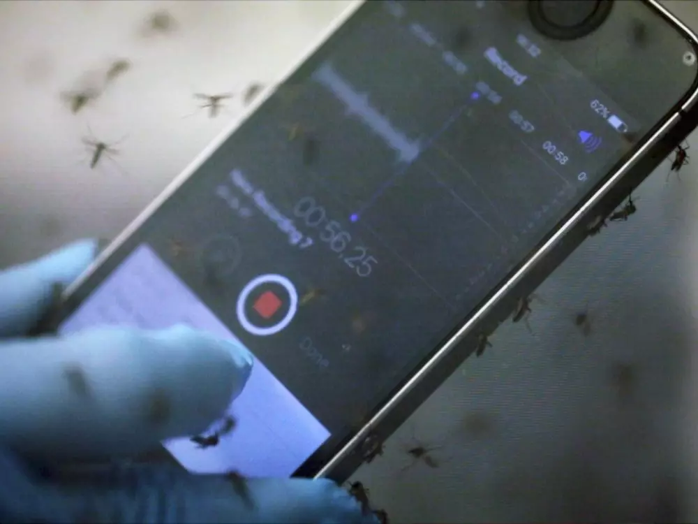 Prima di schiacciare quella zanzara, registrala sul tuo cellulare