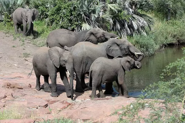 Elefanter glömmer aldrig när du slaktar sin familj
