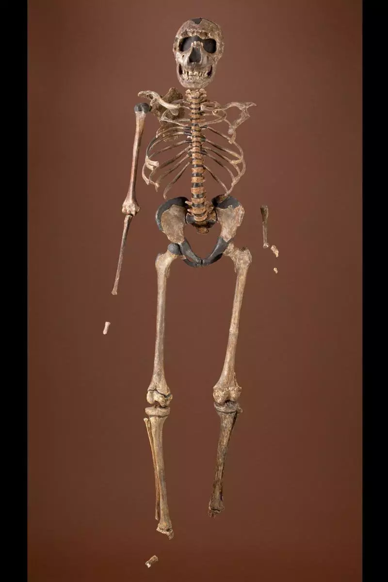 Et bilde av Turkana Boy-fossilet