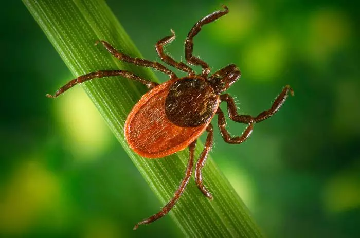 雌性黑腿蜱的特写图像。它的腹部是红黑色的，它有八只蜘蛛状的腿。它站在植物的茎上。