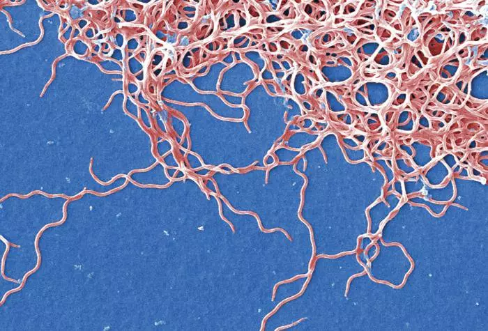 주사 전자 현미경에서 디지털로 채색된 Borrelia burgdorferi의 이미지. 박테리아는 파란색 배경 앞에 분홍색 끈 더미처럼 보입니다.