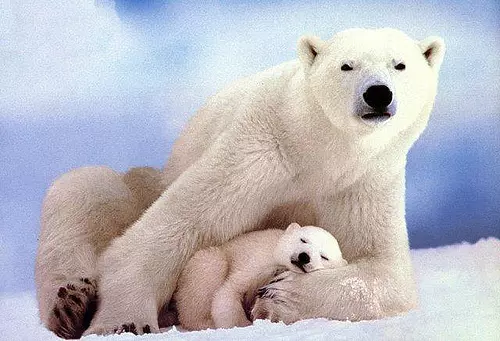 Les ours polaires répertoriés comme menacés