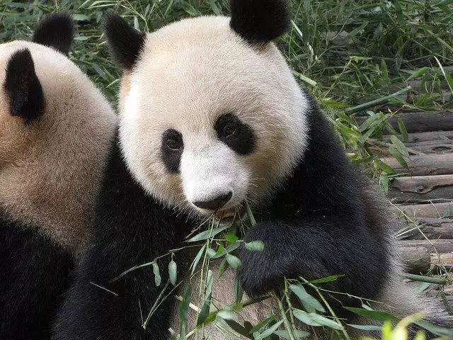 Изменение климата может уничтожить панд