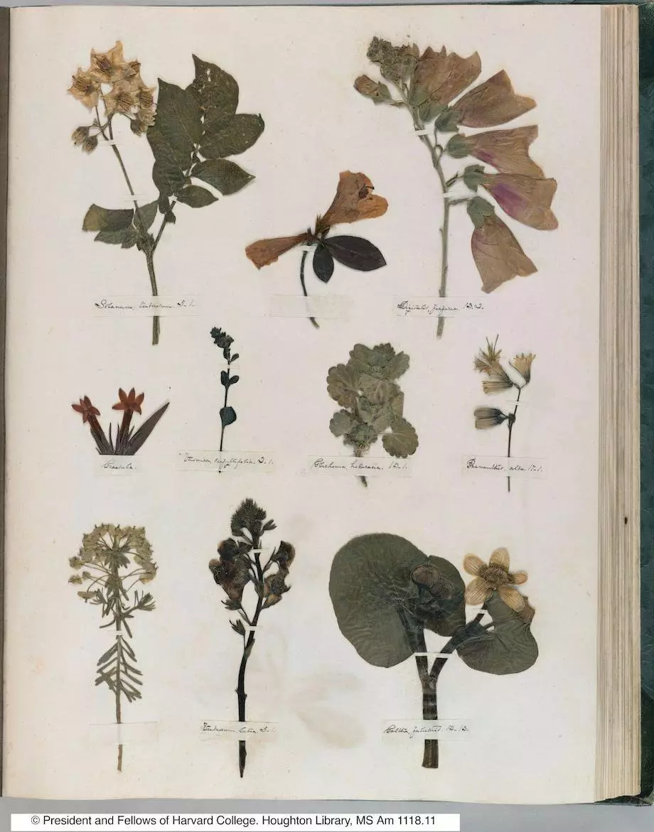 Emily Dickinson'ın herbaryumundan bir sayfa