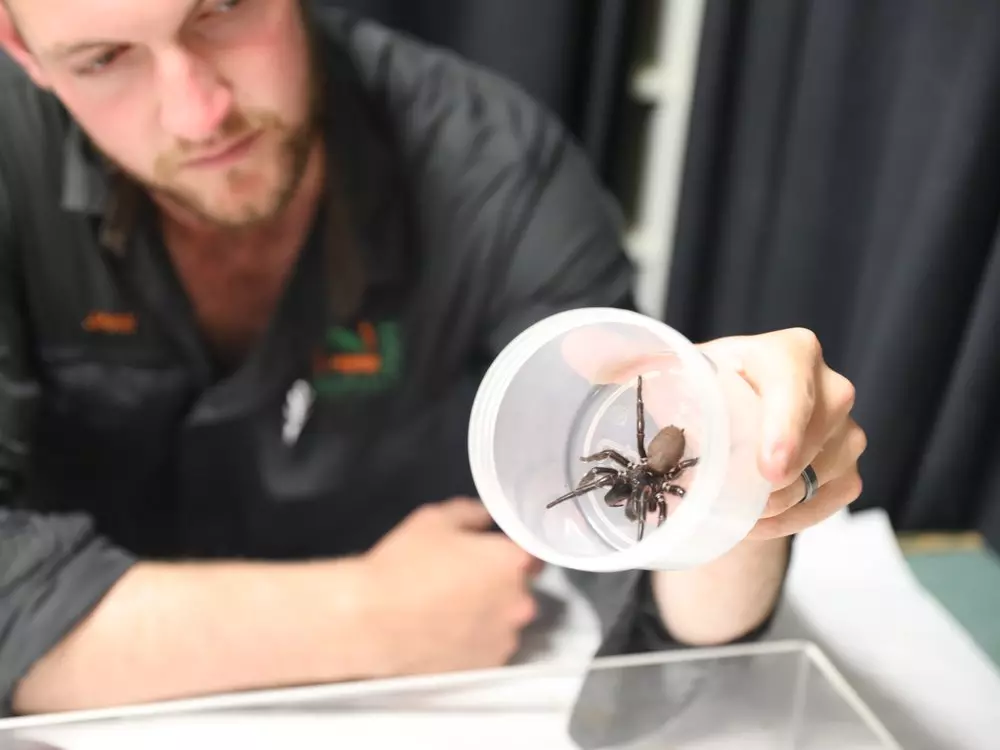 Um homem segurando um copo de plástico com uma aranha grande e escura dentro